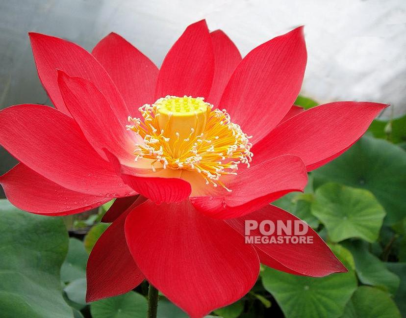 lotus-vermelha